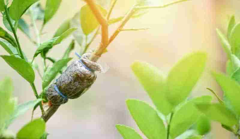 La margotta per la riproduzione delle piante | Coltivazione Biologica