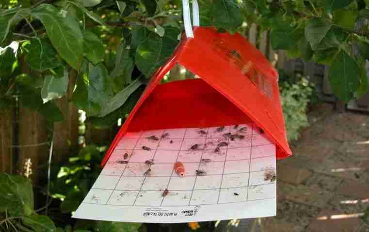 Trappole a feromoni per controllare i parassiti | Coltivazione Biologica