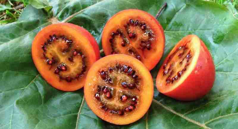 Il tamarillo. Coltivazione, proprietà e usi | Coltivazione Biologica