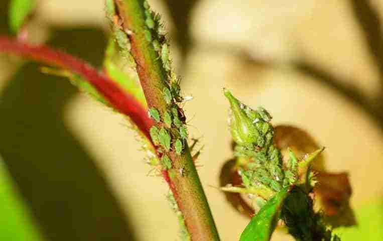 Afidi delle rose. Ecco come eliminarli | Coltivazione Biologica