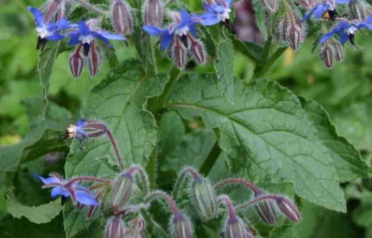 La borragine (Borago officinalis). Raccolta, usi e proprietà