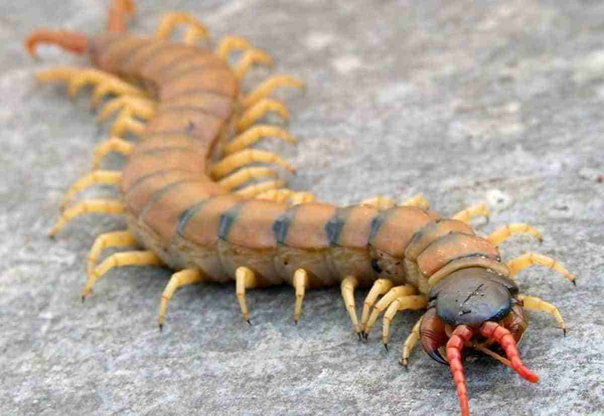 La scolopendra. Dove si nasconde e quali sono i pericoli per l’uomo