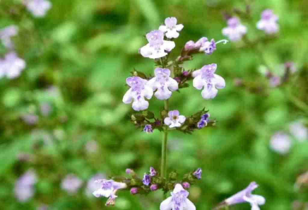 La nepitella o mentuccia (Calamintha nepeta) | Coltivazione Biologica