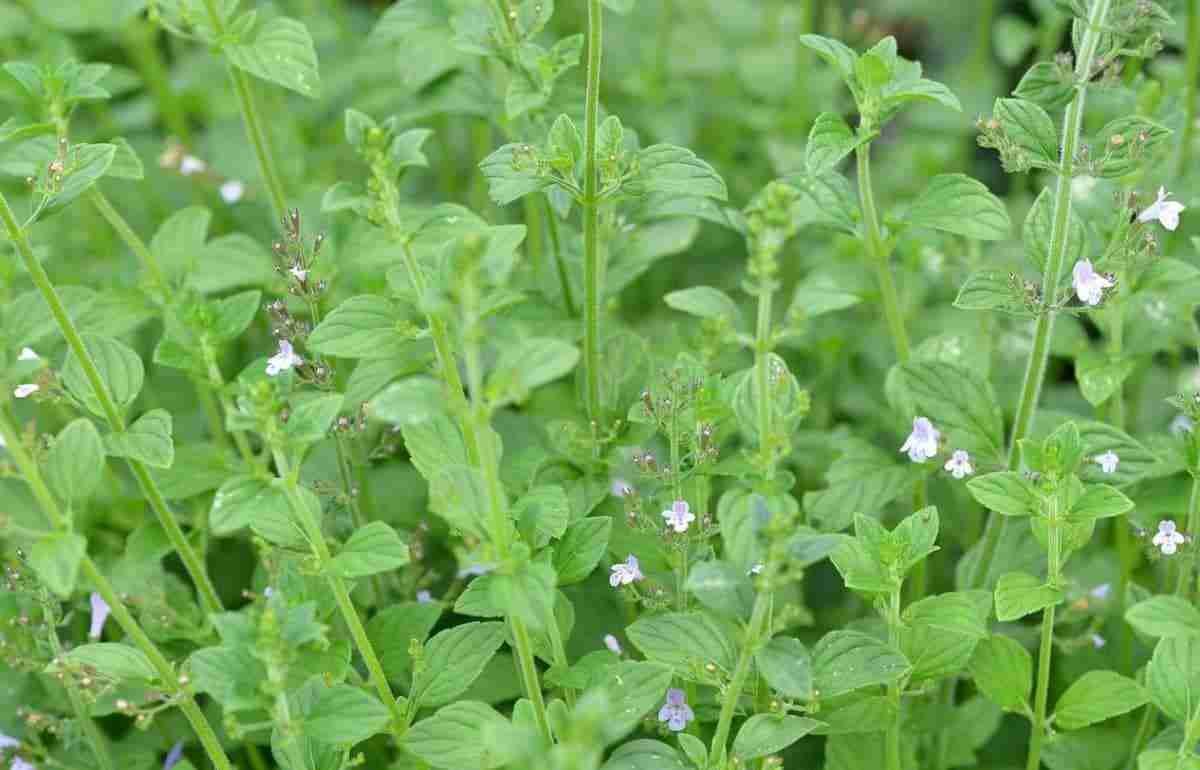 La nepitella o mentuccia (Calamintha nepeta) | Coltivazione Biologica