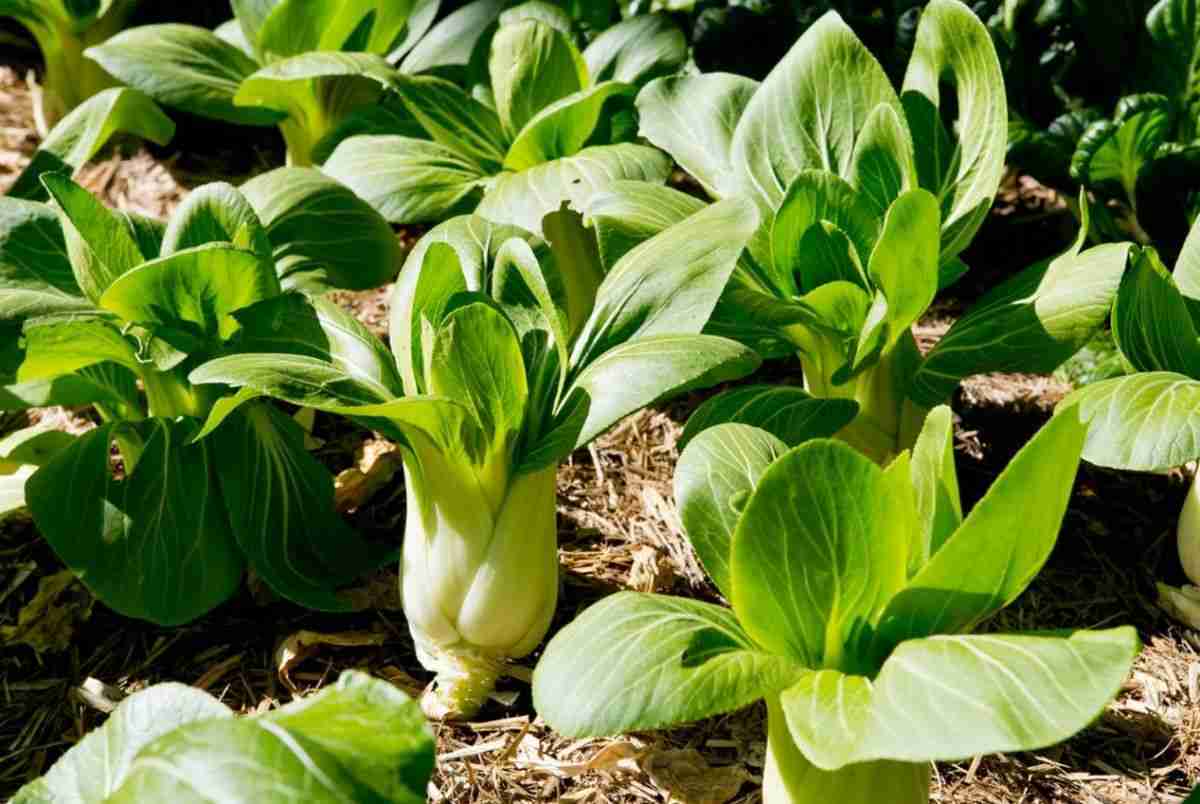 Come coltivare il pak choi (o cavolo cinese) | Coltivazione Biologica