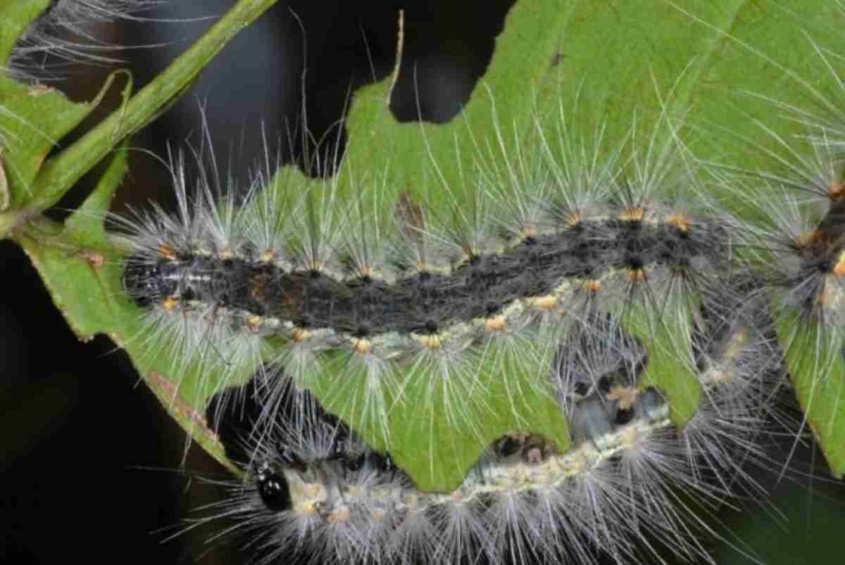Ifantria (Hyphantria cunea). Come difendere gli alberi dal bruco americano