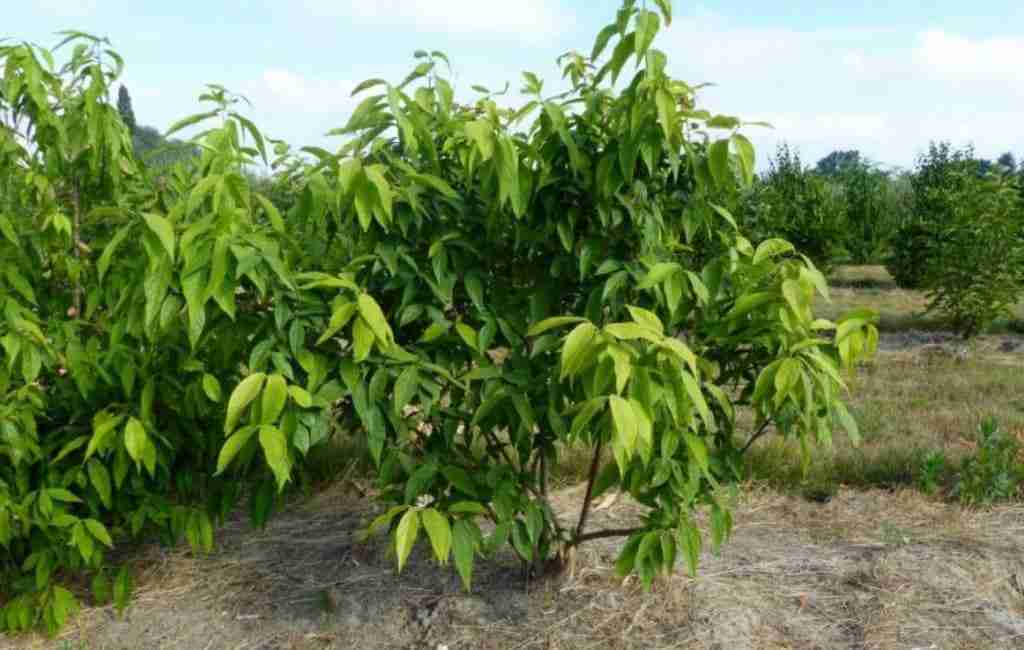 Come coltivare il calicanto (Chimonanthus praecox)
