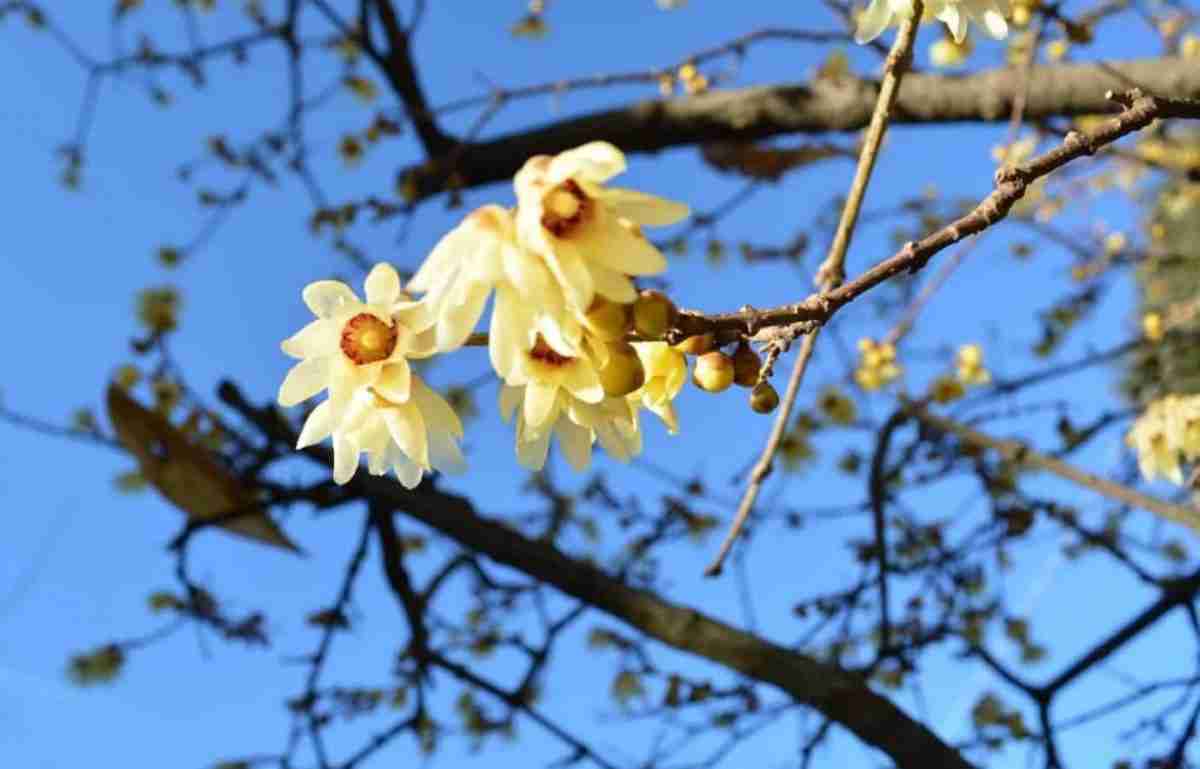 Come coltivare il calicanto (Chimonanthus praecox)