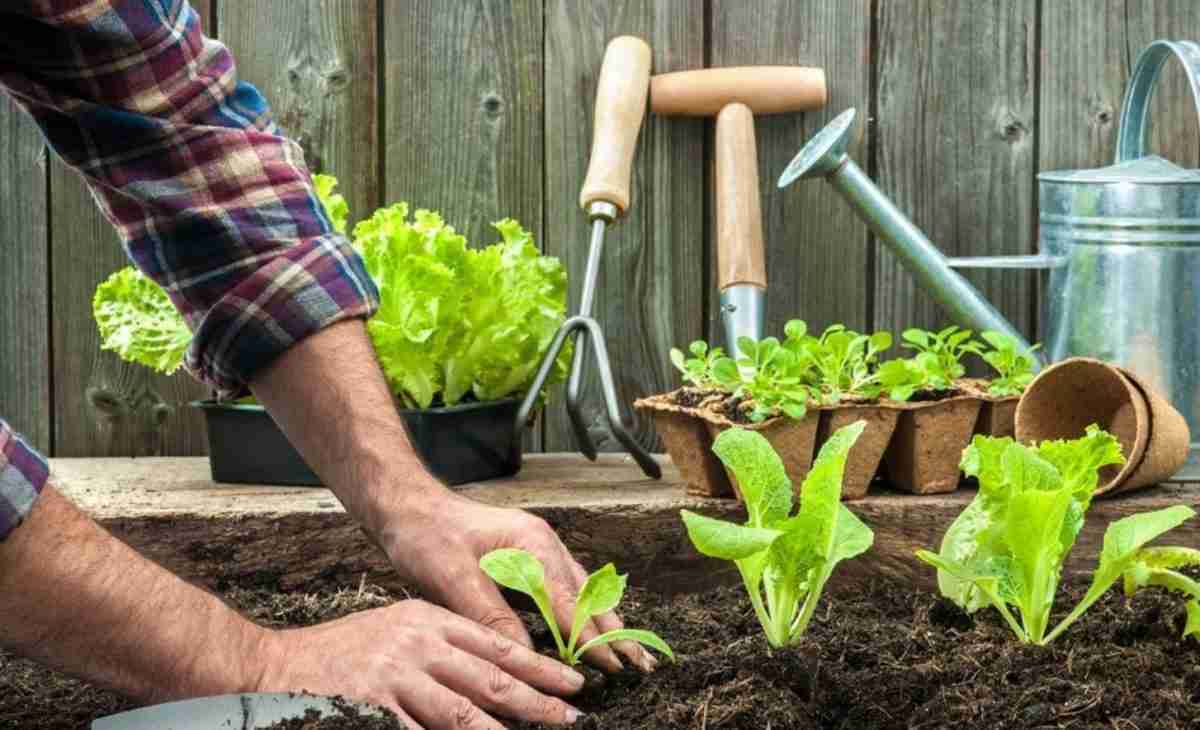 Cosa piantare a febbraio nell'orto | Coltivazione Biologica