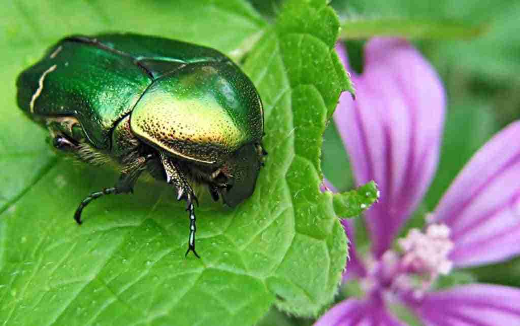 La Cetonia aurata. Come rimuoverla dalle piante | Coltivazione Biologica