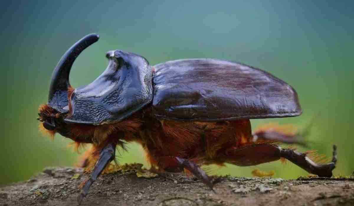 Lo scarabeo rinoceronte (Oryctes nasicornis) | Coltivazione Biologica