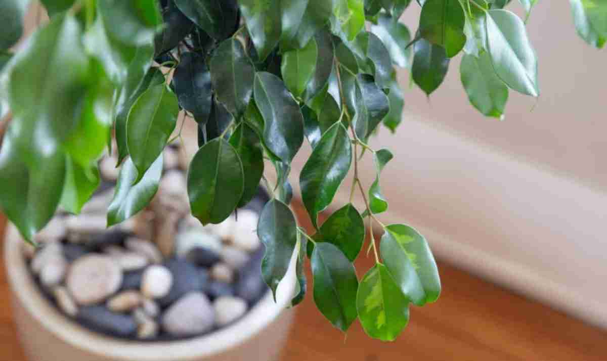 Coltivare il Ficus benjamin in modo sano e rigoglioso