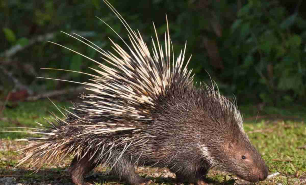 L'istrice (o porcospino). Come proteggere l'orto | Coltivazione Biologica