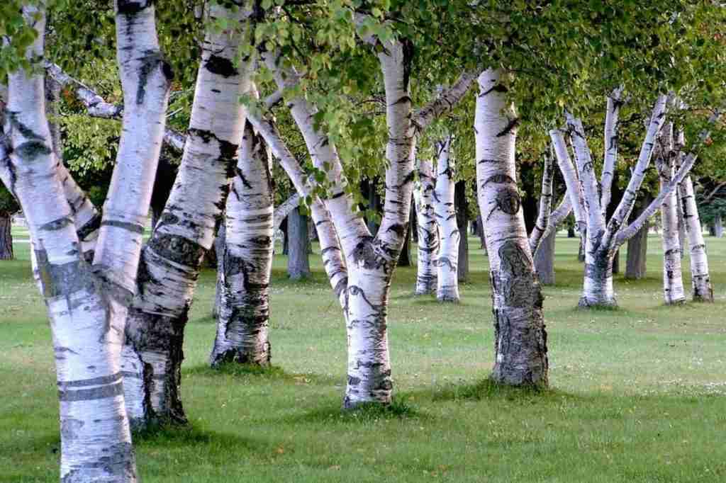 La betulla (Betula pendula). Caratteristiche, proprietà e usi