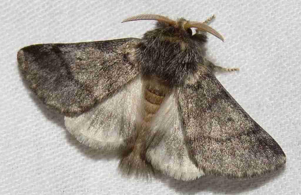 Processionaria della quercia (Thaumetopoea processionea)