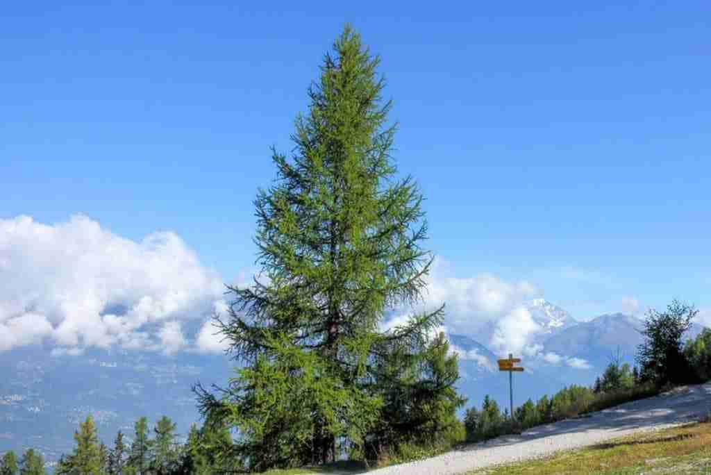 Il larice (Larix decidua). Caratteristiche e usi | Coltivazione Biologica