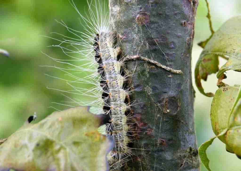 Processionaria della quercia (Thaumetopoea processionea)