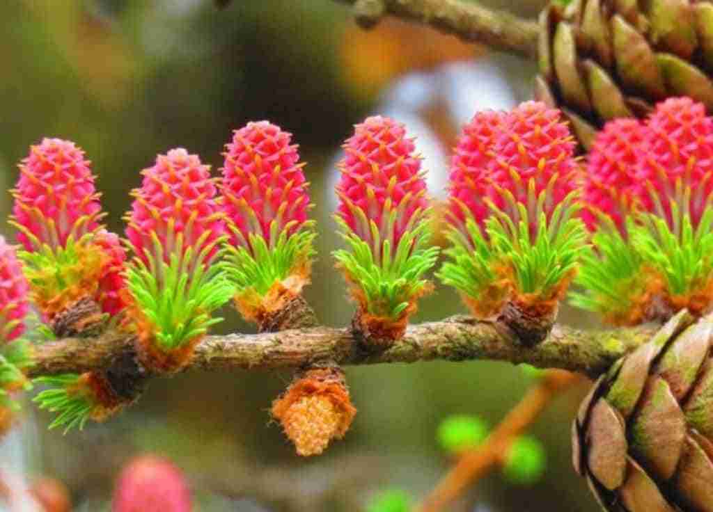 Il larice (Larix decidua). Caratteristiche e usi | Coltivazione Biologica