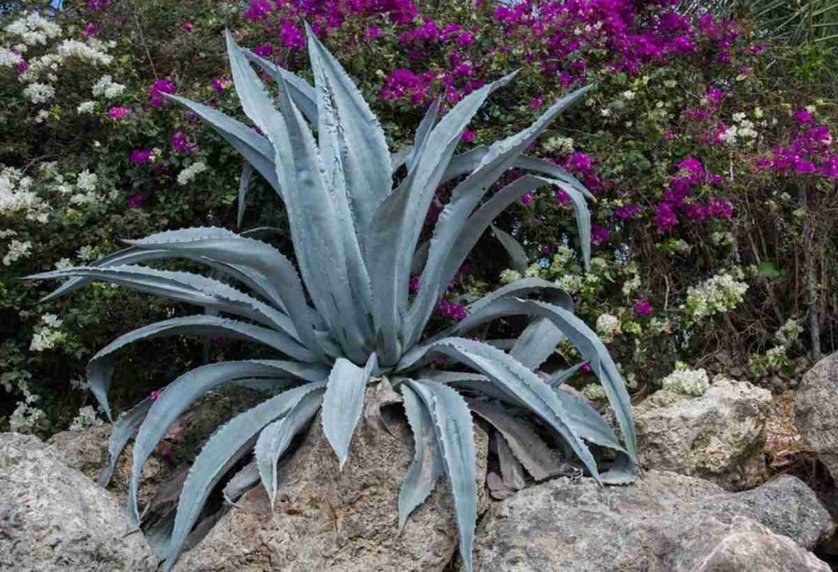 Agave americana. Coltivazione in giardino e in vaso
