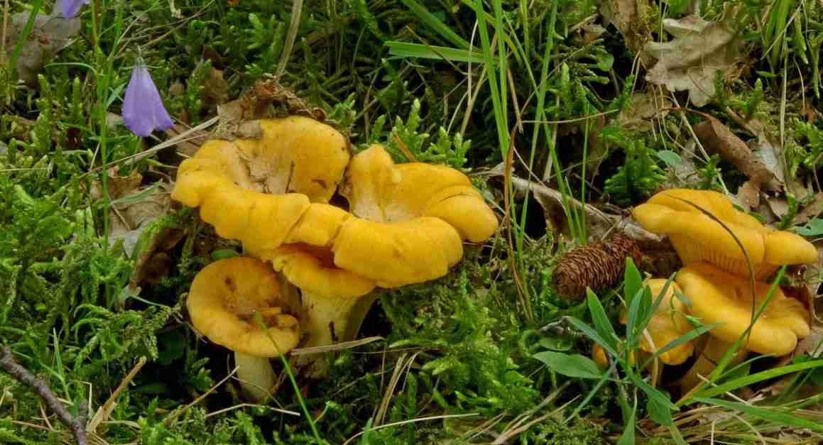 Finferli o galletti (Cantharellus cibarius), dove e quando trovarli