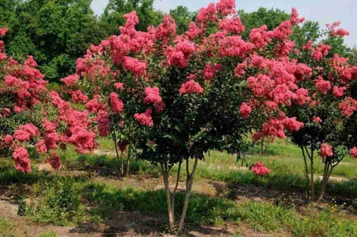 Come coltivare la lagerstroemia indica | Coltivazione Biologica