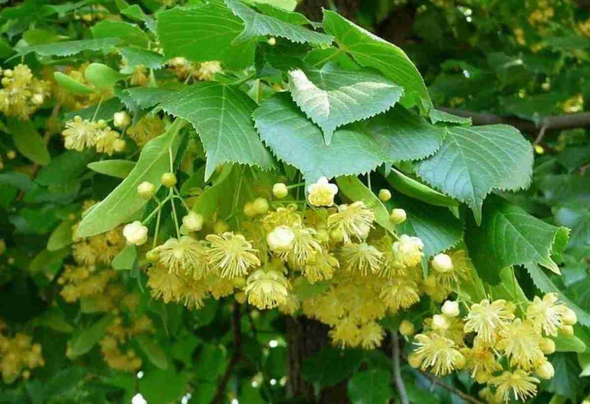 L'albero di tiglio. Caratteristiche, coltivazione e usi | Coltivazione ...