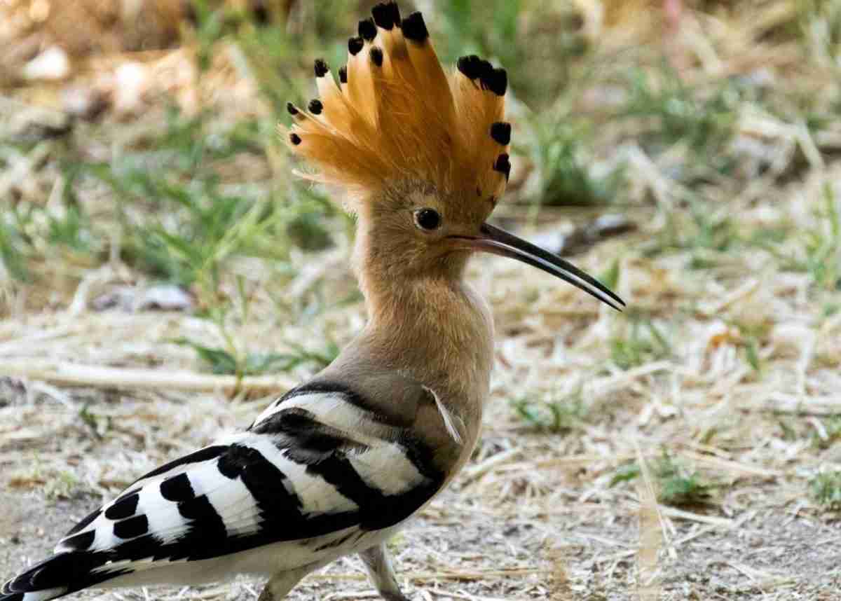 L'upupa, un uccello utile nell'orto | Coltivazione Biologica