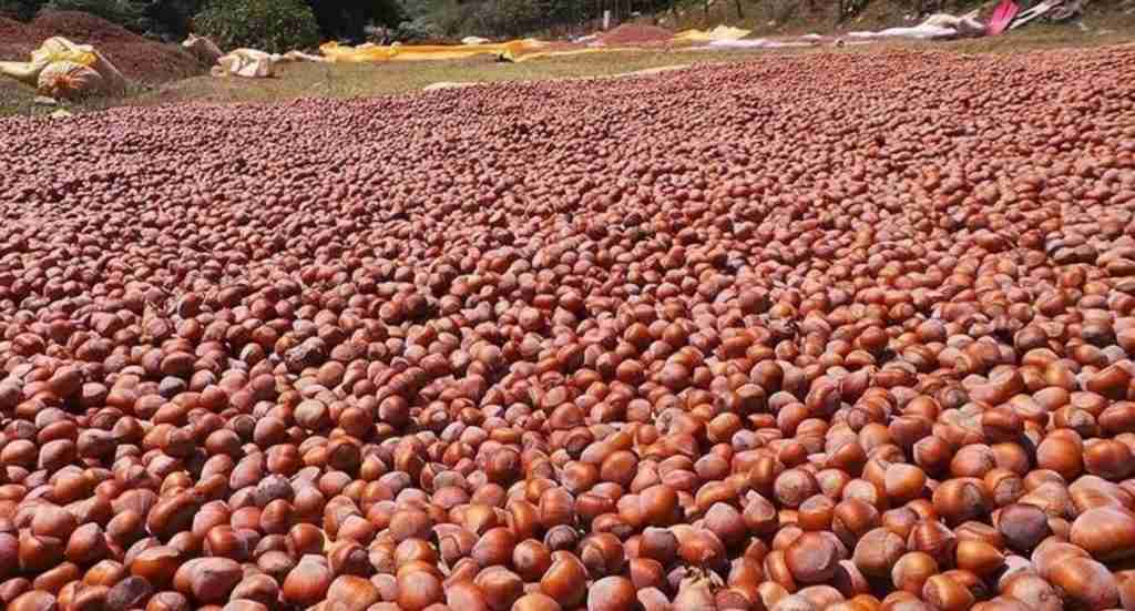 La raccolta delle nocciole, come e quando farla | Coltivazione Biologica