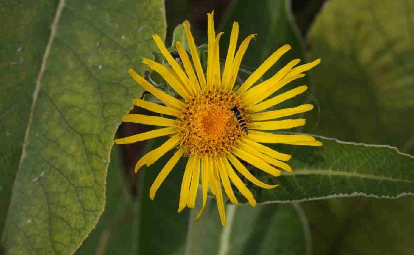 Enula campana (Inula helenium). Proprietà, usi e controindicazioni