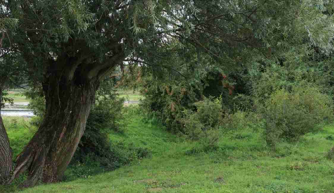 Salice bianco (Salix alba). Coltivazione e usi della corteccia