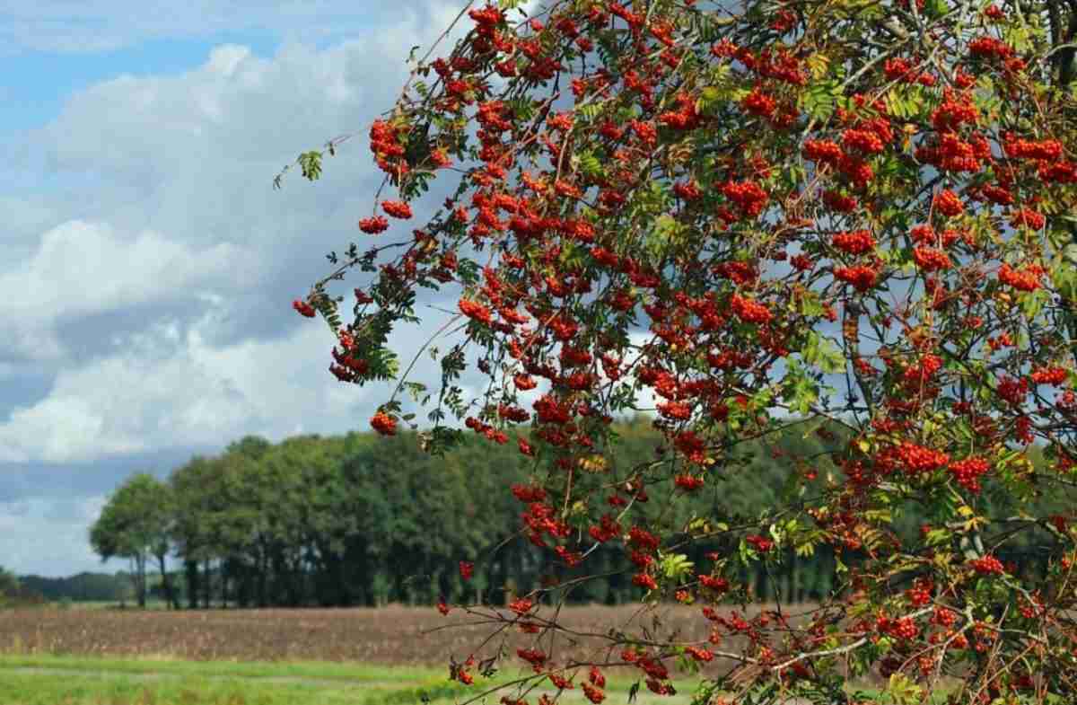 Sorbo degli uccellatori (Sorbus aucuparia). Coltivazione e uso dei frutti