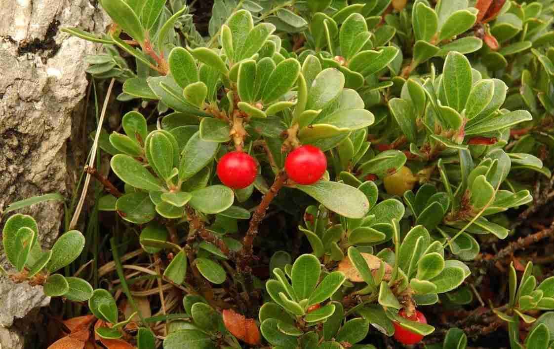 Uva ursina (Arctostaphylos uva-ursi). Proprietà, usi e controindicazioni