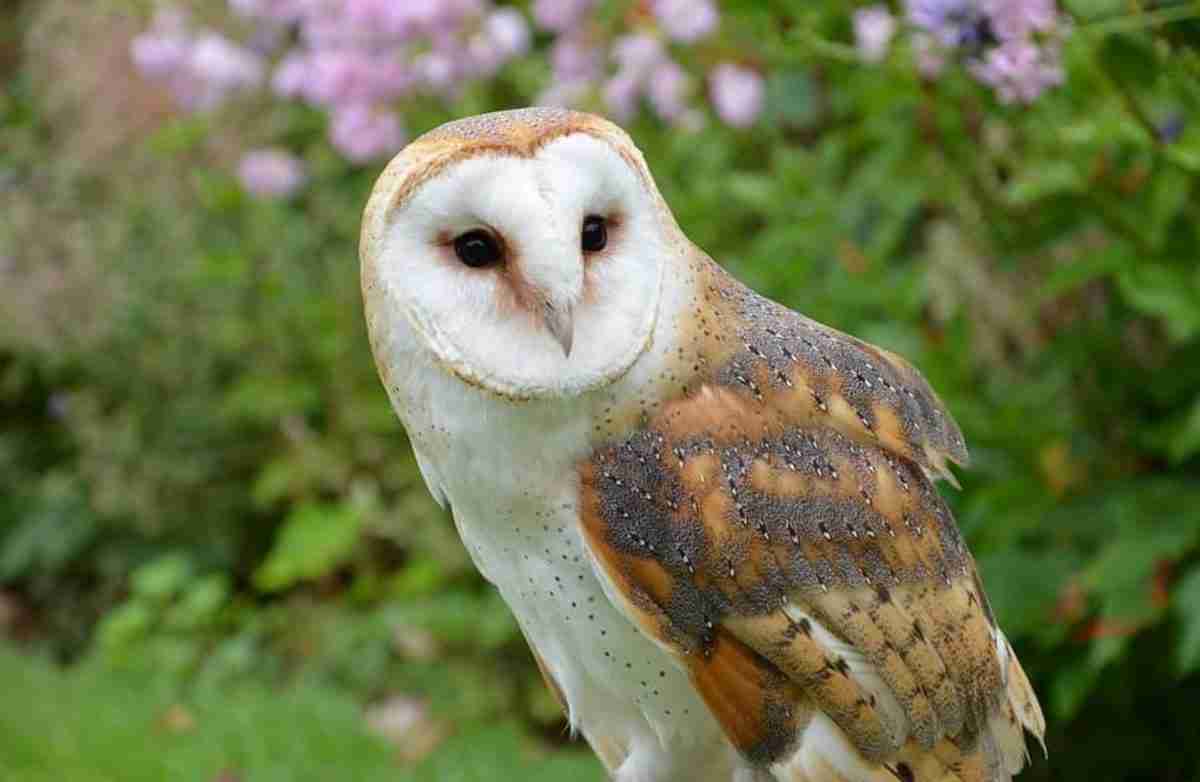 Il barbagianni (Tyto alba), un abile predatore utile in agricoltura