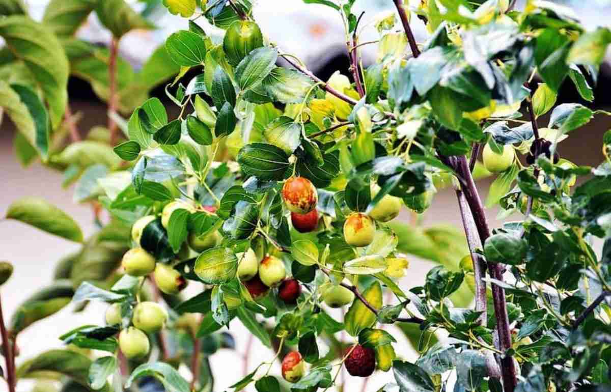 I 10 piccoli frutti dimenticati da coltivare nel frutteto familiare