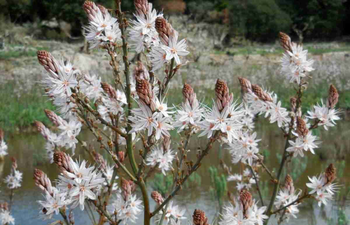 Asfodelo, caratteristiche, proprietà e usi di questa pianta mellifera