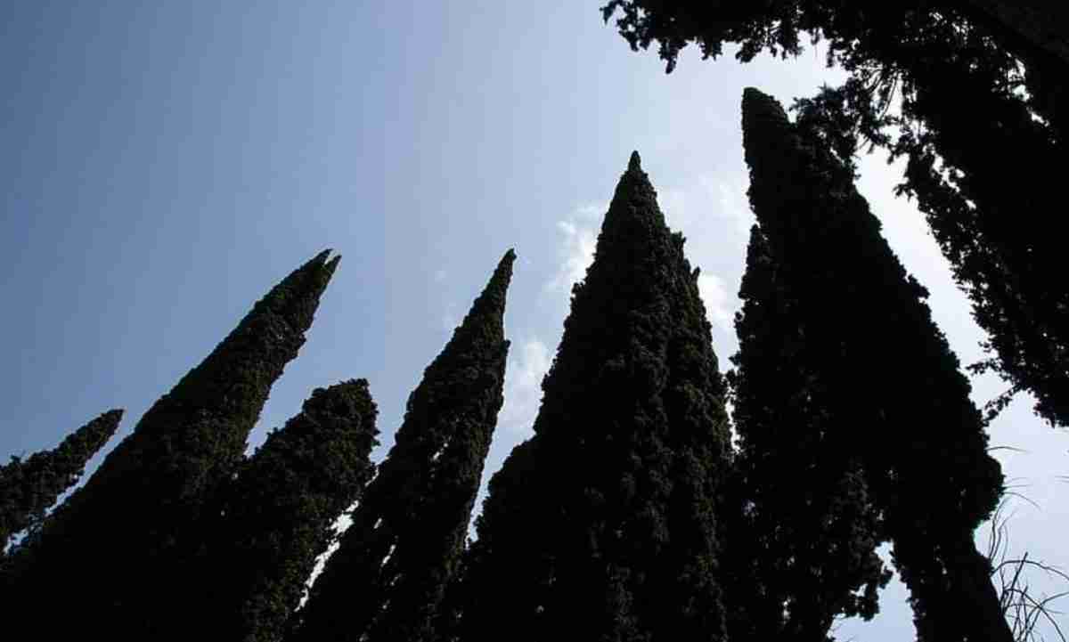 Cipresso (Cupressus sempervirens). Coltivazione, proprietà e usi