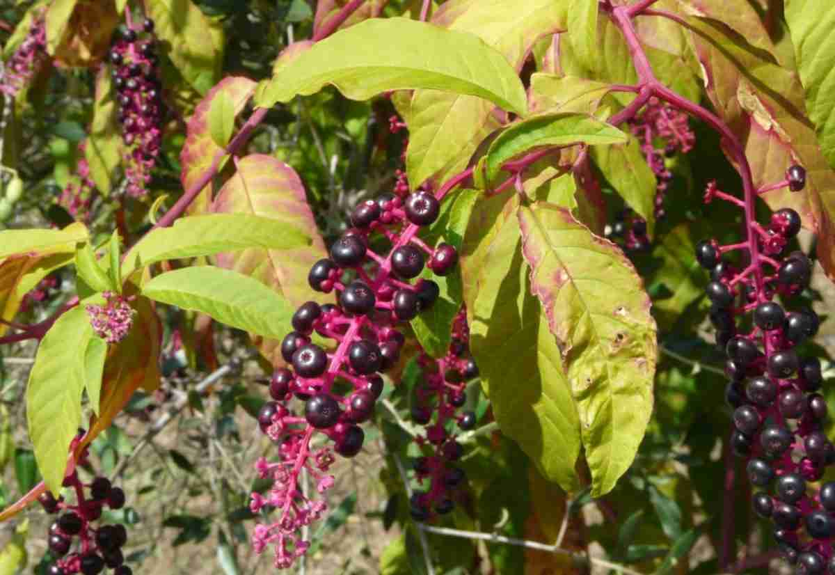 Fitolacca (Phytolacca americana). Riconoscimento, tossicità e rischi