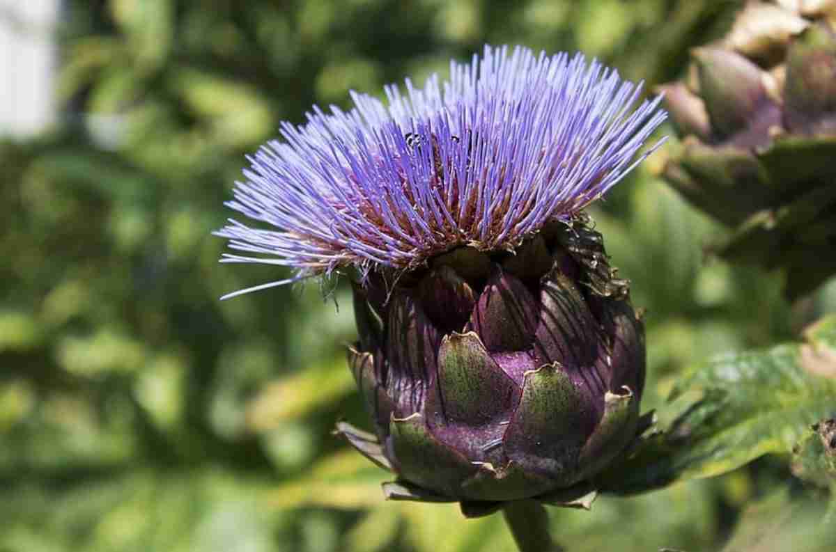 Carciofo (Cynara cardunculus scolymus). Aspetti nutrizionali e proprietà