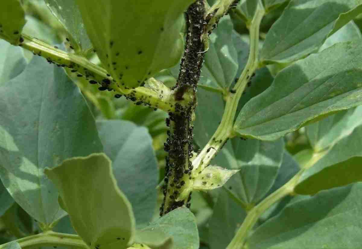 Afide nero della fava (Aphis fabae). Prevenzione ed eliminazione