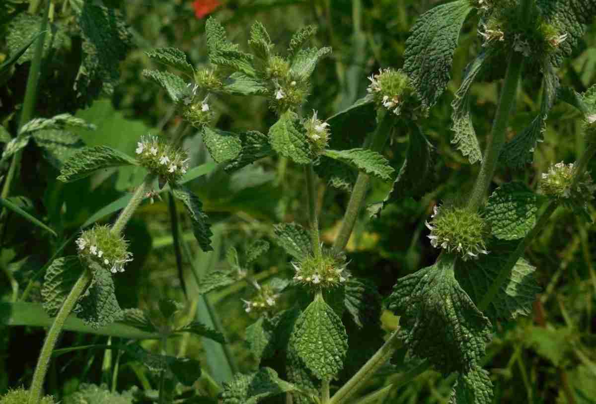 Marrubio (Marrubium vulgare). Caratteristiche, proprietà e usi