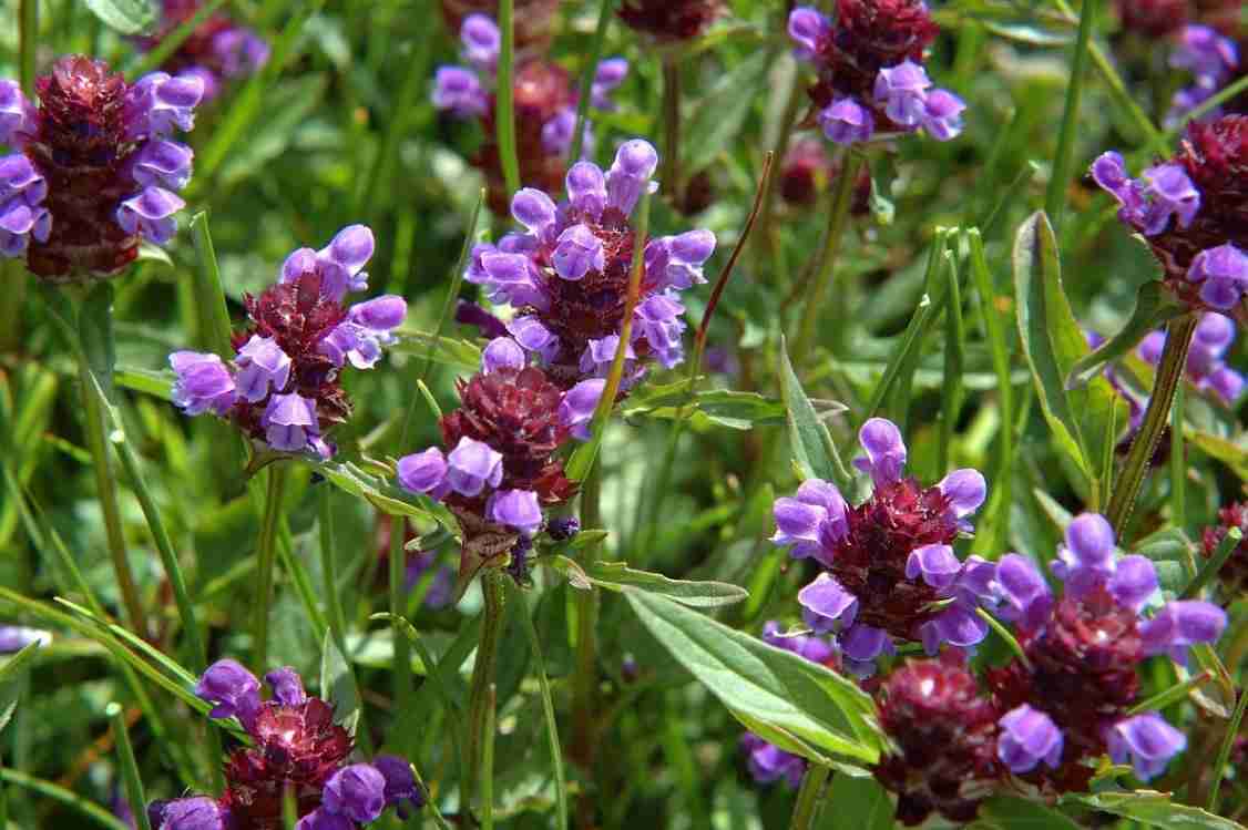 Prunella vulgaris. Caratteristiche, coltivazione e proprietà officinali