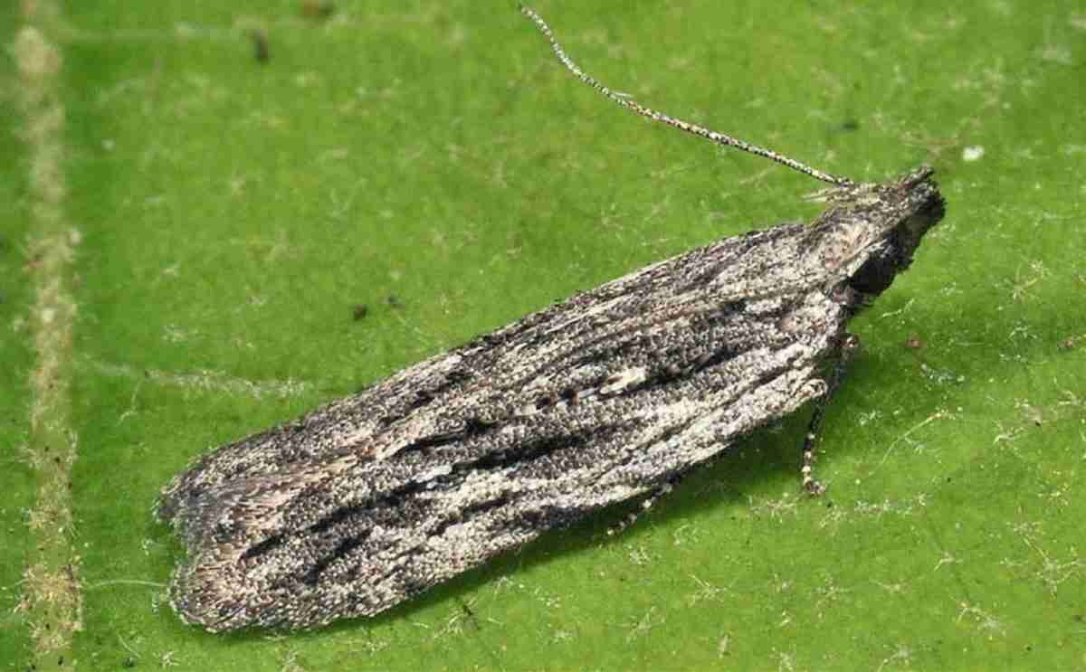 Anarsia lineatella. Danni alle drupacee e difesa biologica