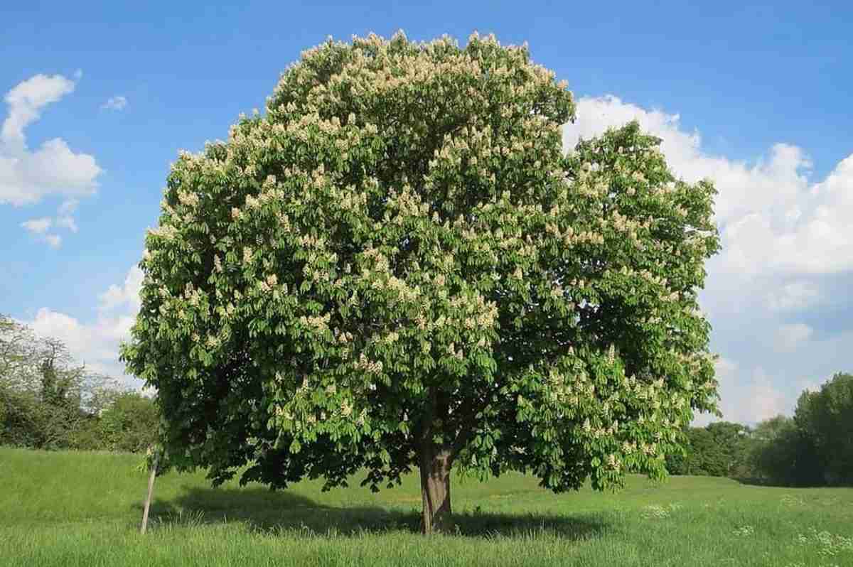 Ippocastano (Aesculus hippocastanum). Coltivazione, proprietà e usi