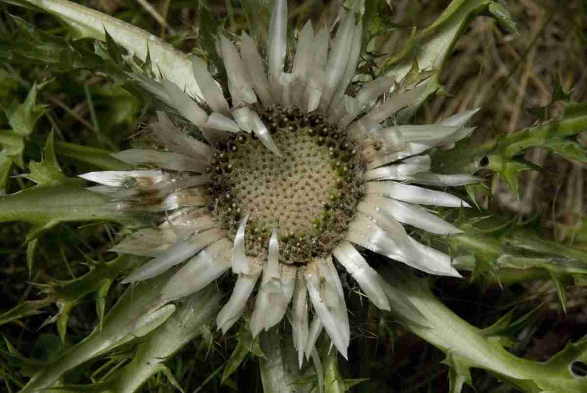 Carlina acaulis, riconoscimento botanico e proprietà officinali