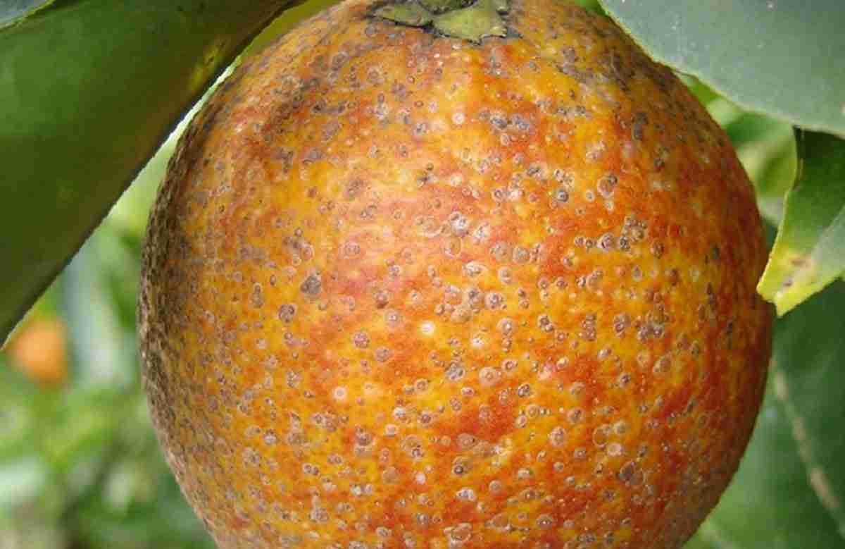 Cocciniglia rossa forte degli agrumi (Aonidiella aurantii)