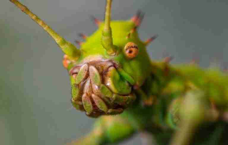 Insetto stecco. Come riconoscerlo e allevarlo in terrario