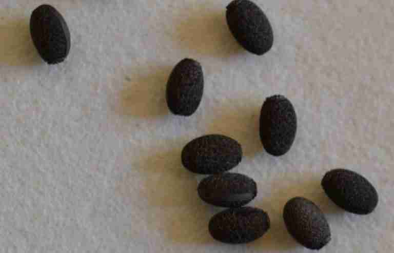 Insetto stecco. Come riconoscerlo e allevarlo in terrario