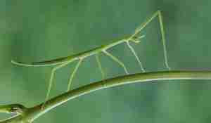 Insetto stecco. Come riconoscerlo e allevarlo in terrario