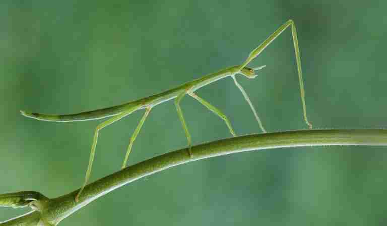 Insetto stecco. Come riconoscerlo e allevarlo in terrario