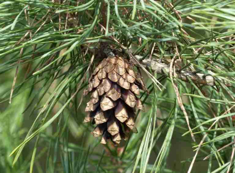 Pino silvestre (Pinus sylvestris). Botanica, proprietà e usi